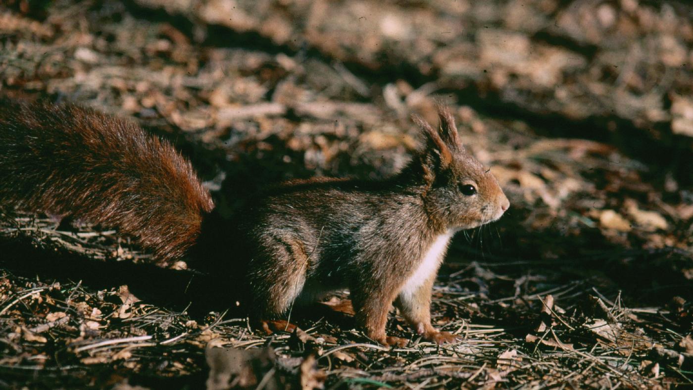 Gut bacteria may explain why grey squirrels outcompete reds – new ...