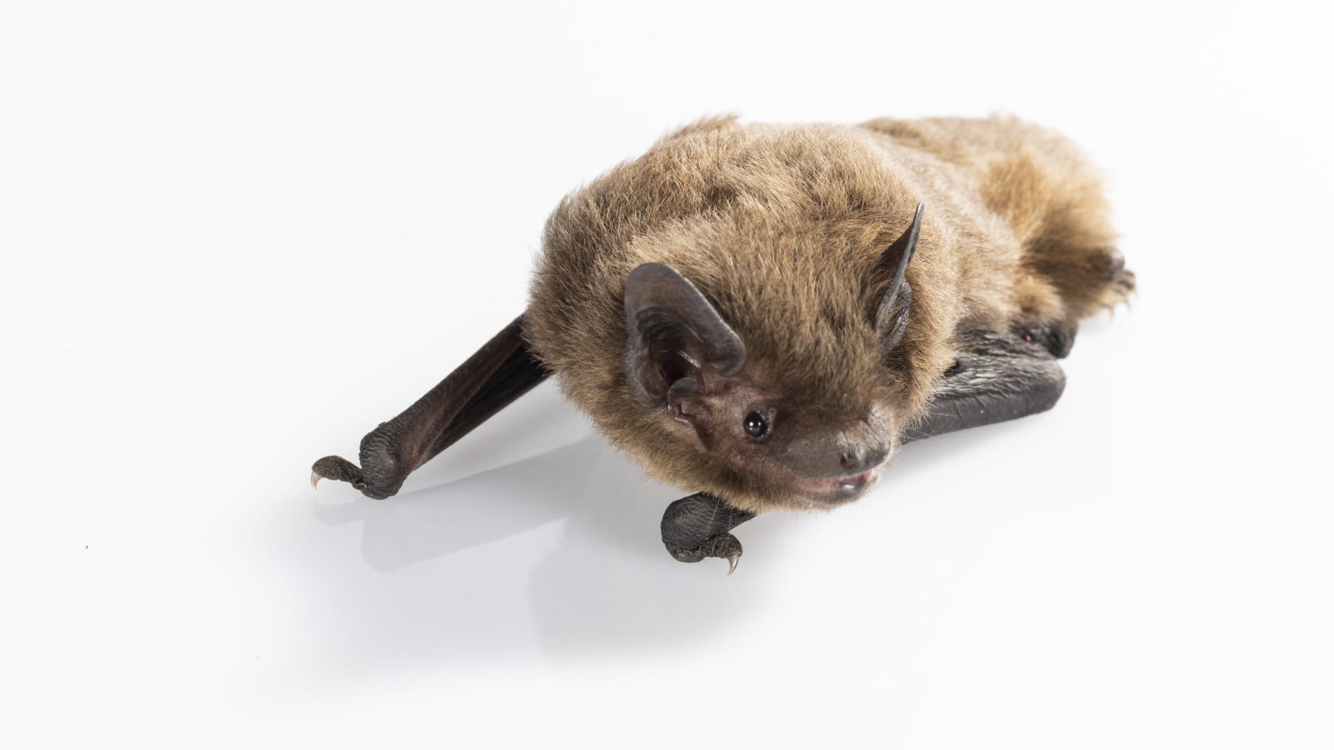 Cryptic sense of orientation of bats localised - the sixth sense of ...