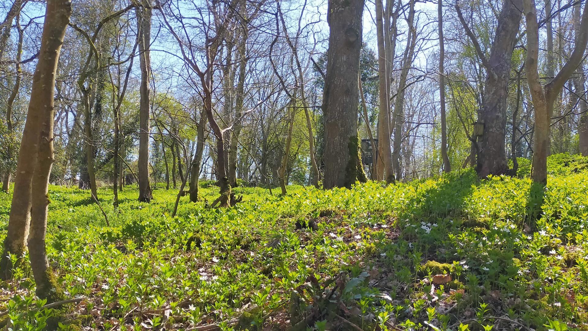 Researchers play key role in tree species project to help make forests ...