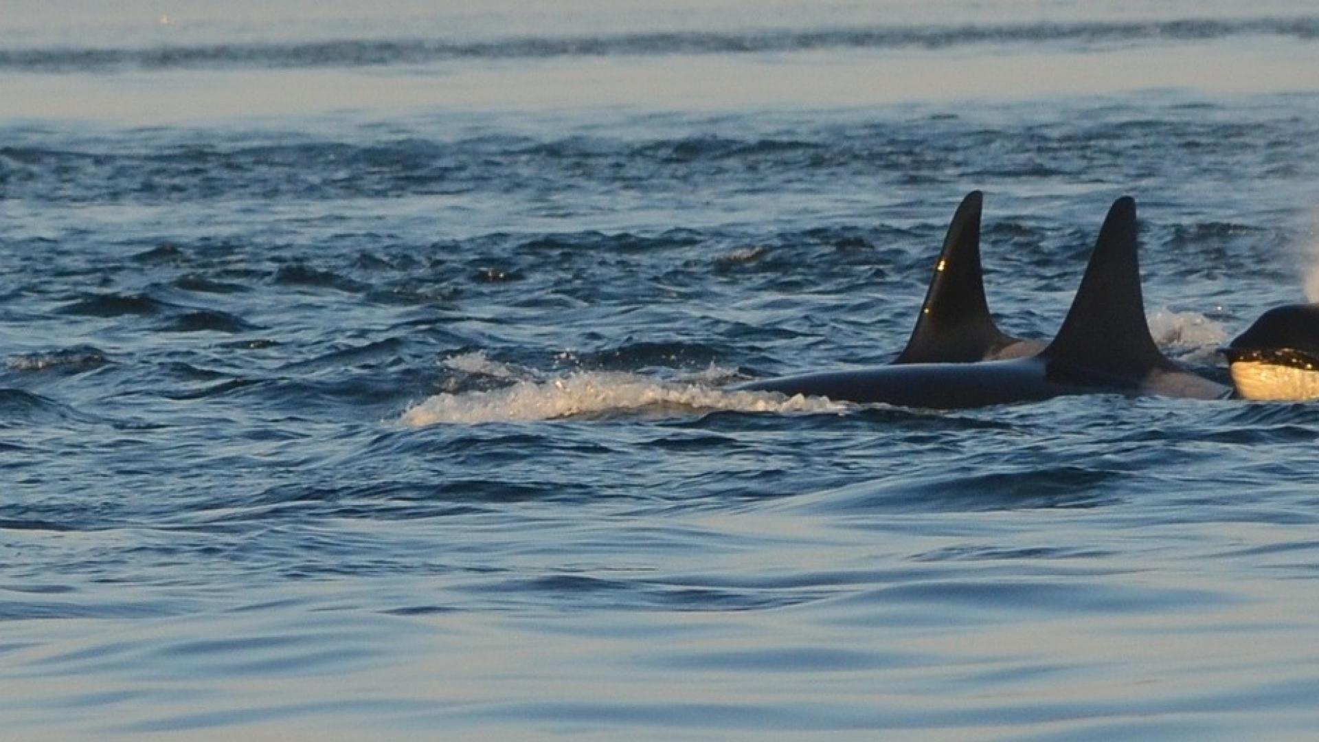 Marine Top Predator MSc | Bangor University