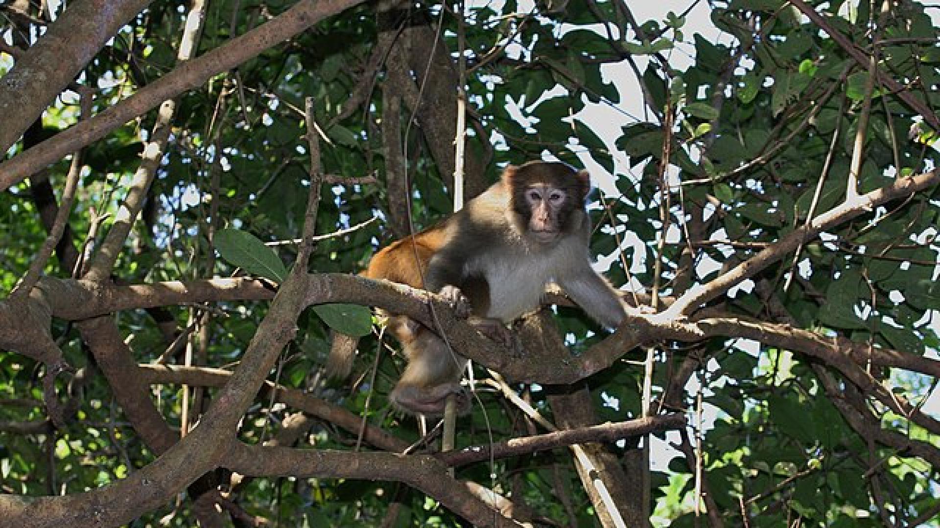 G20 summit’s plan to scare off monkeys by mimicking their ‘natural ...