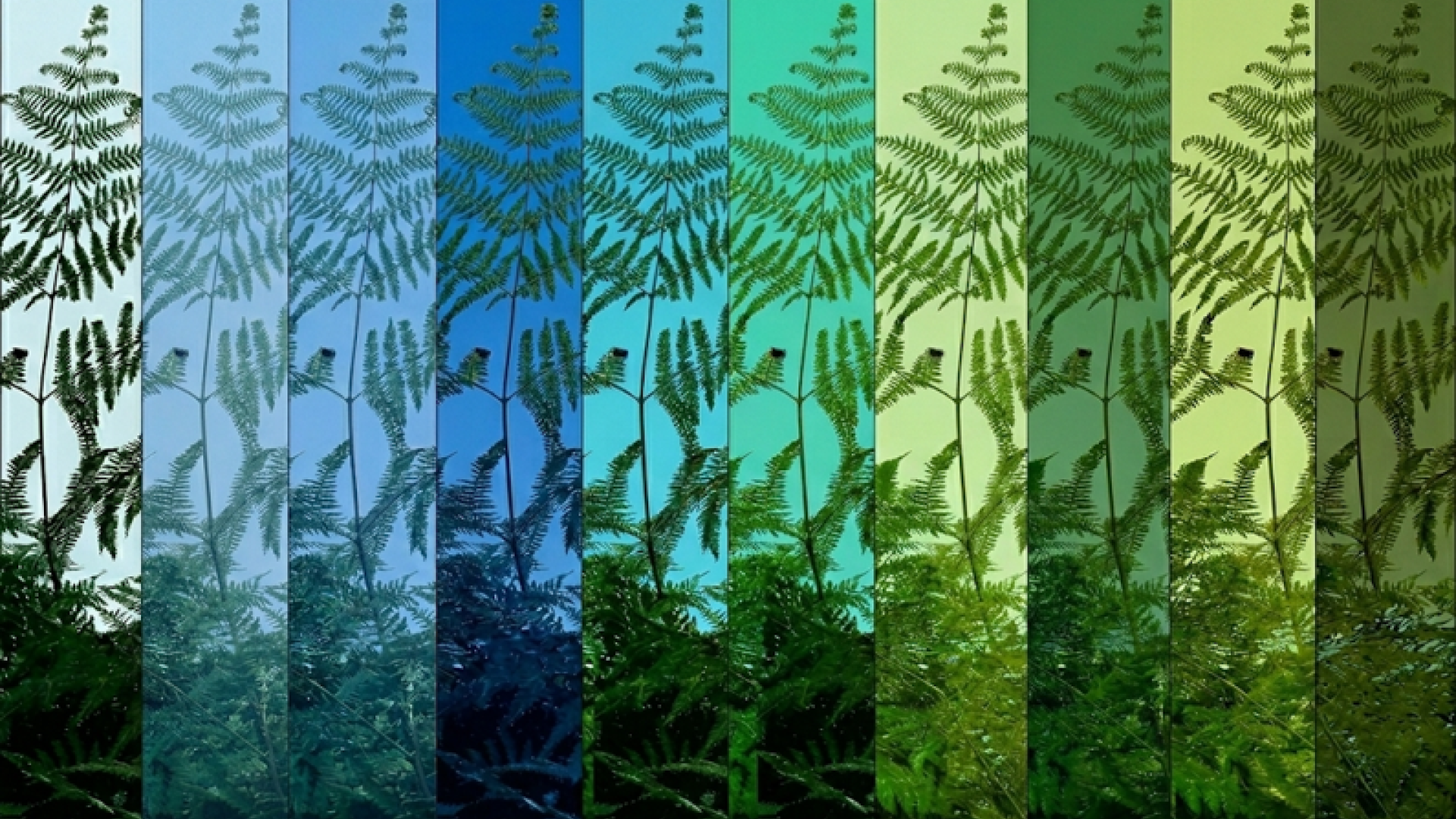 Bracken: The world's most successful plant? | Bangor University