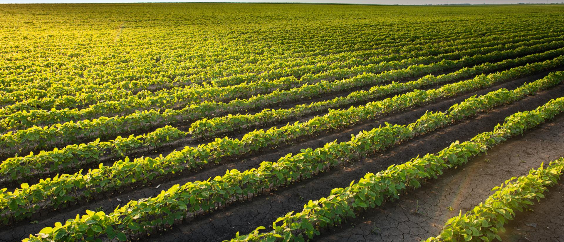 Hidden Threat of Plastic Pollution in Farmland Soils | Bangor University