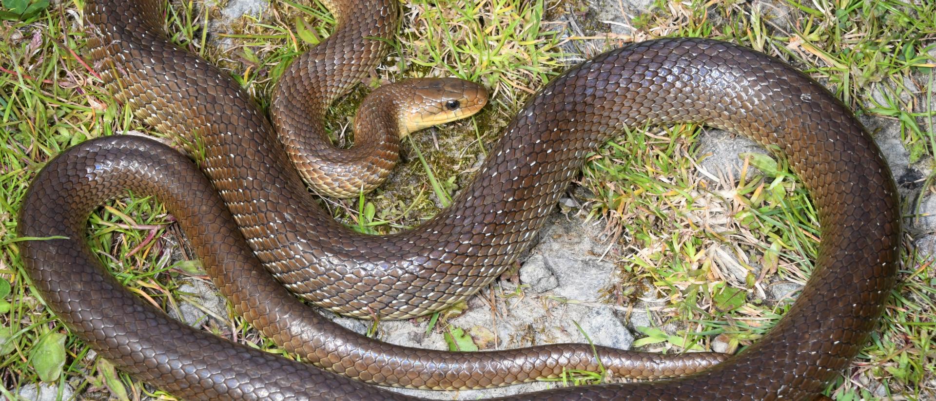 Britain has a new snake species – should climate change mean it is ...