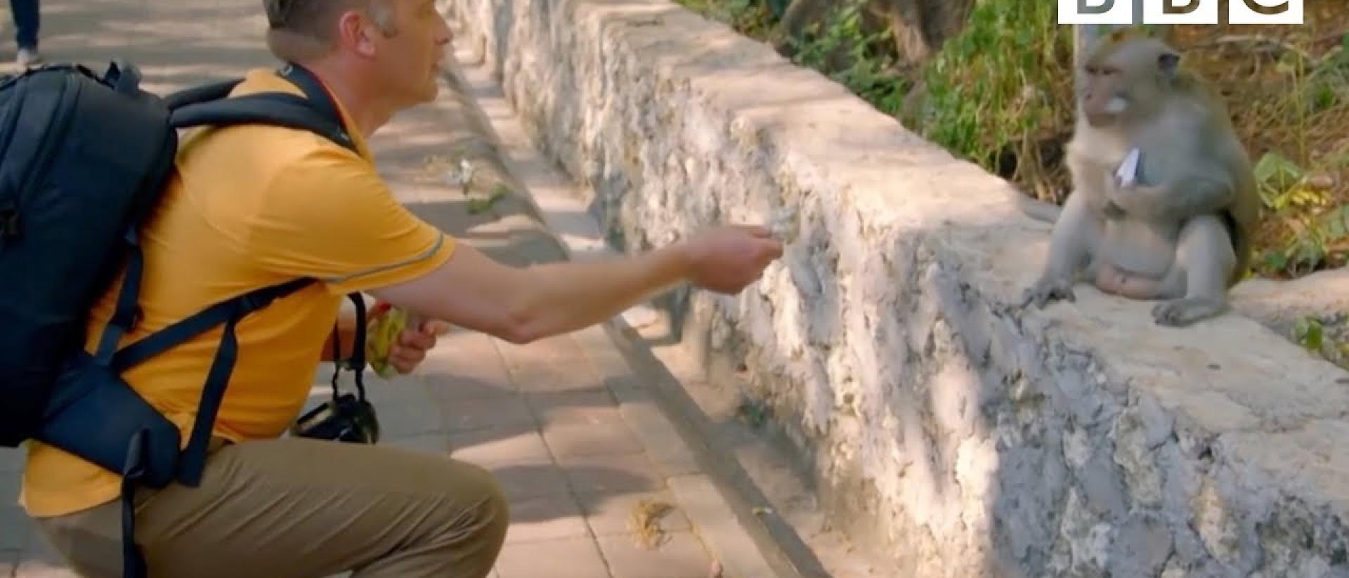 G20 summit’s plan to scare off monkeys by mimicking their ‘natural ...