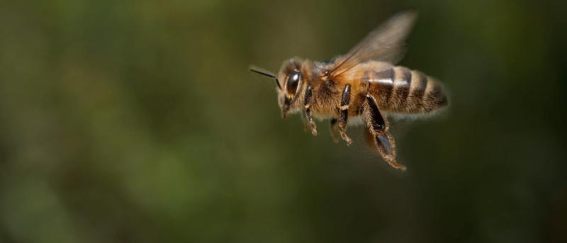 Revolutionizing Bee Research: Innovative Radar Technology Unlocks Bee ...