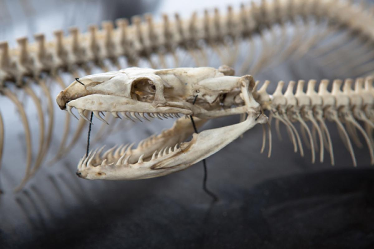 Museum and Collections | Bangor University