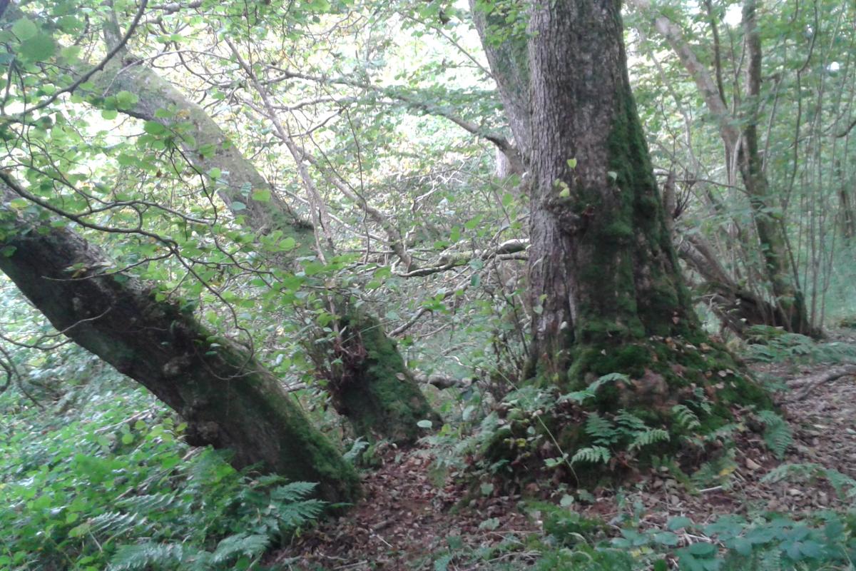 How to recognise a temperate rainforest in Britain and Ireland when you ...