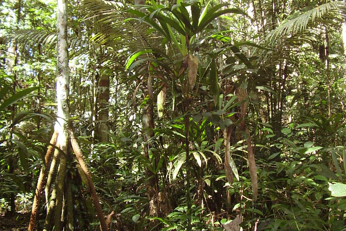 Naturally regrowing forests are helping to protect the remaining old ...