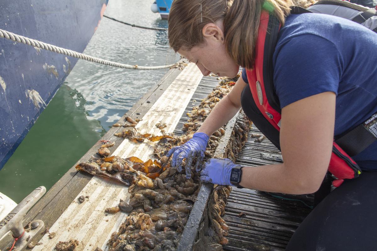 Conservation and Restoration of Resilient Ecosystems | Bangor University