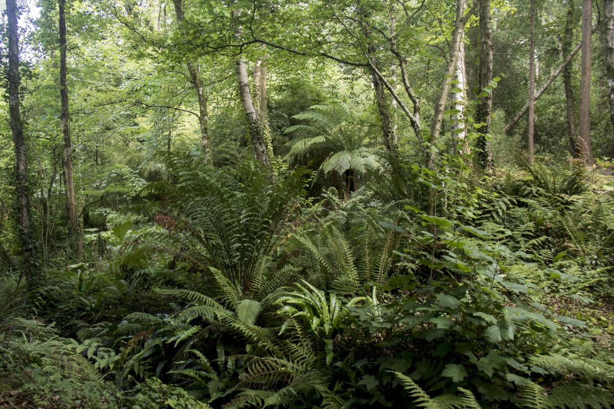 Treborth Botanic Garden | Bangor University