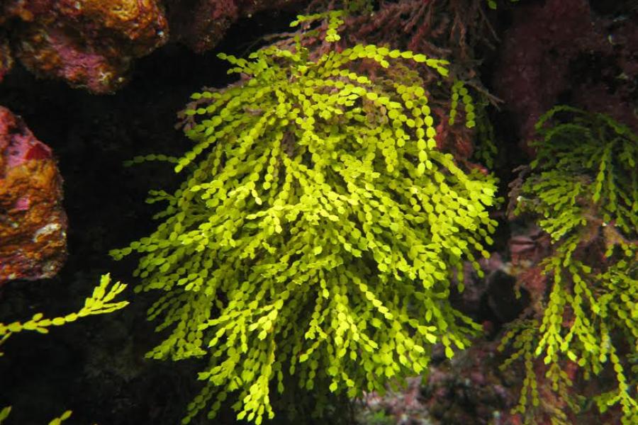 Research throws further light on how El Niño impacts coral reef ...