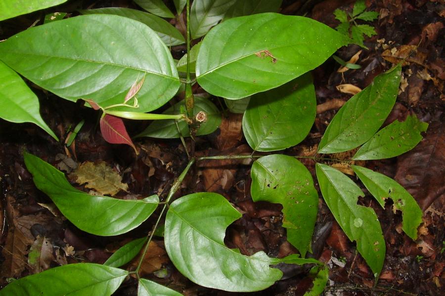 Naturally regrowing forests are helping to protect the remaining old ...