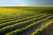 Hidden Threat of Plastic Pollution in Farmland Soils | Bangor University