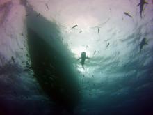 Underwater noise is a threat to marine life | Bangor University