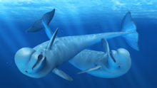 From Dolphins to Alien Worlds: Bangor University Explores Virtual ...