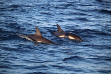 Marine Top Predator Ecology | Bangor University